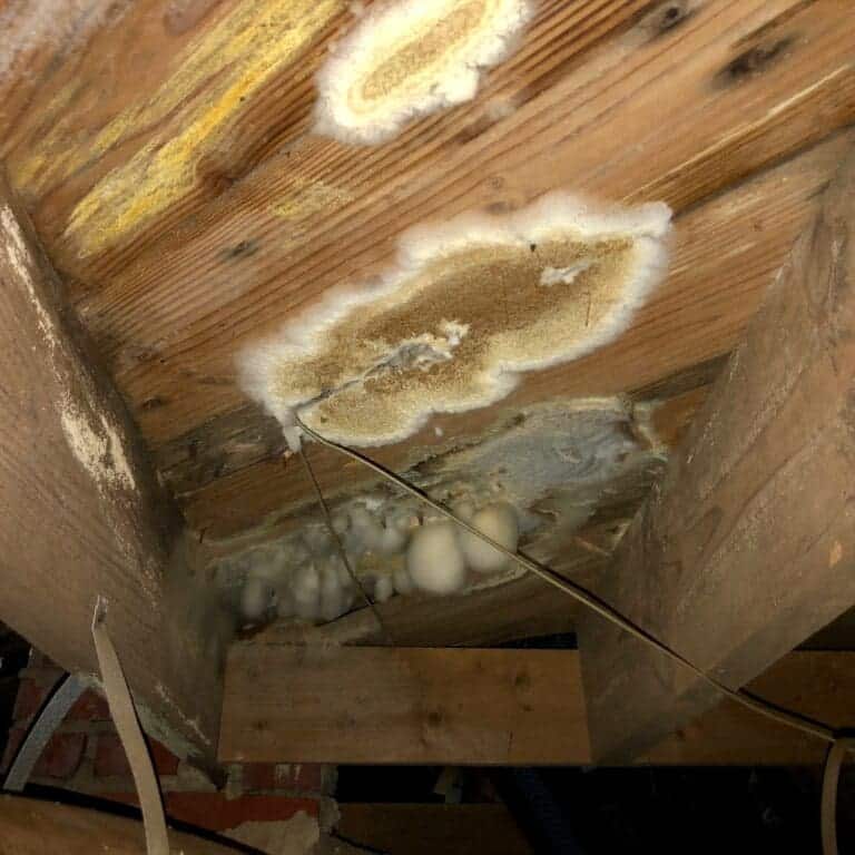 Identifying and Treating Different Types of Mold in Your Crawl Space ...
