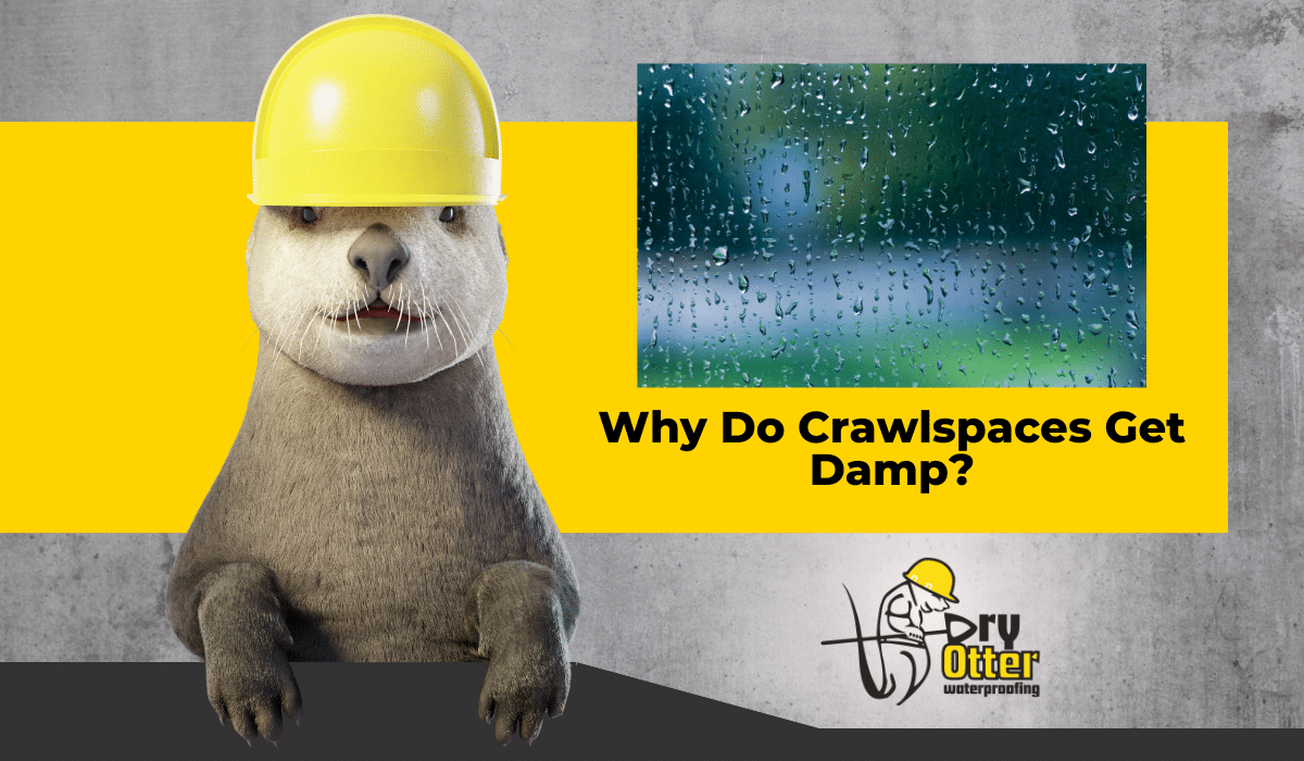 Why Do Crawl Spaces Get Damp - Dry Otter Waterproofing